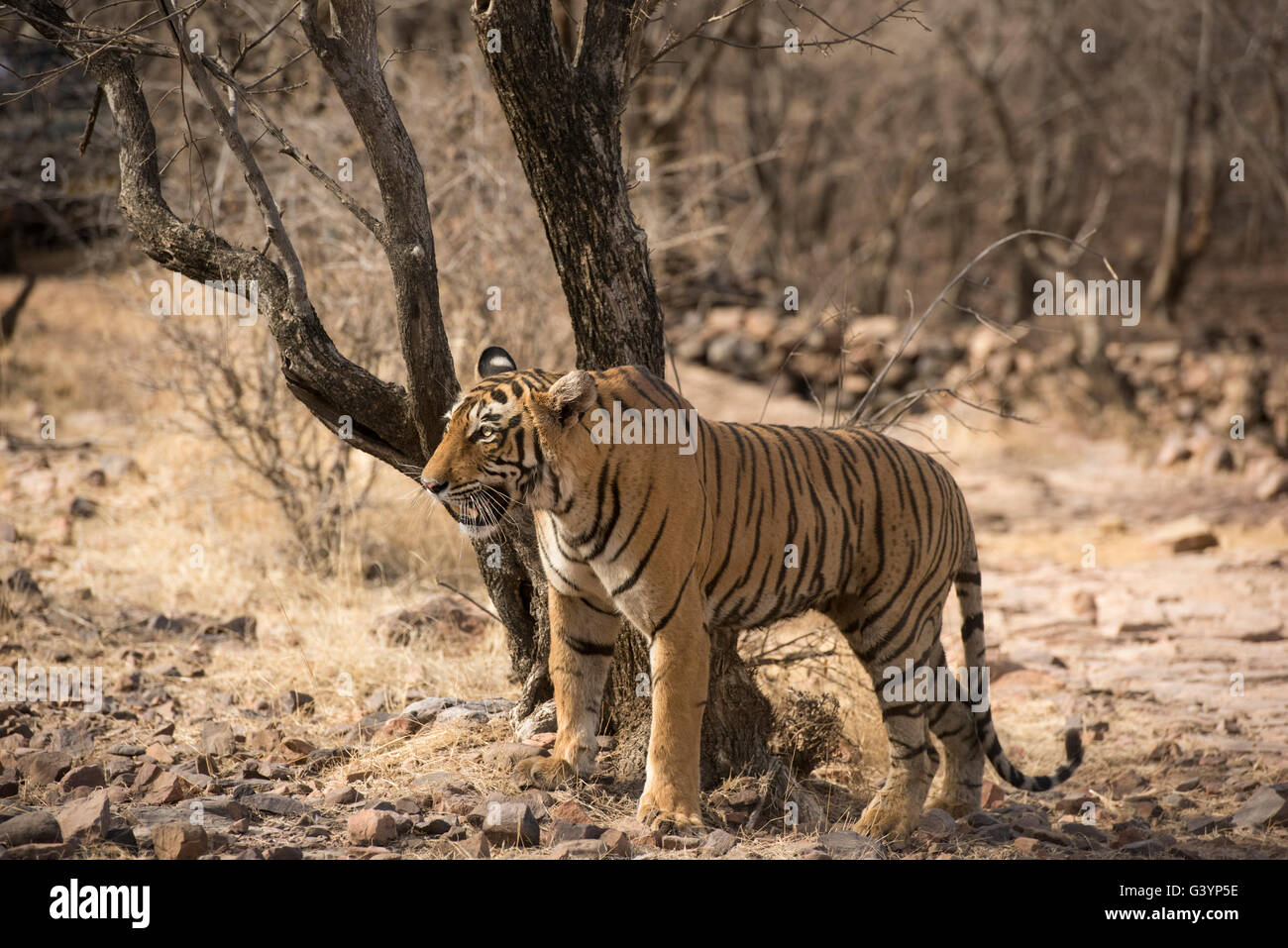 Royal Bengal tiger Stock Photo - Alamy