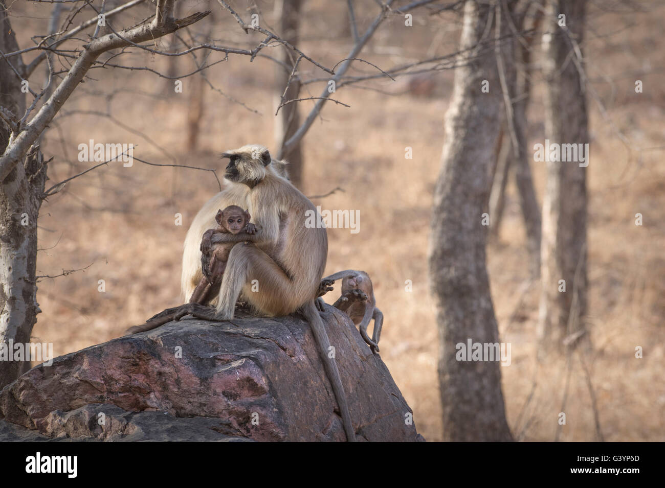 Apes of asia hi-res stock photography and images - Alamy