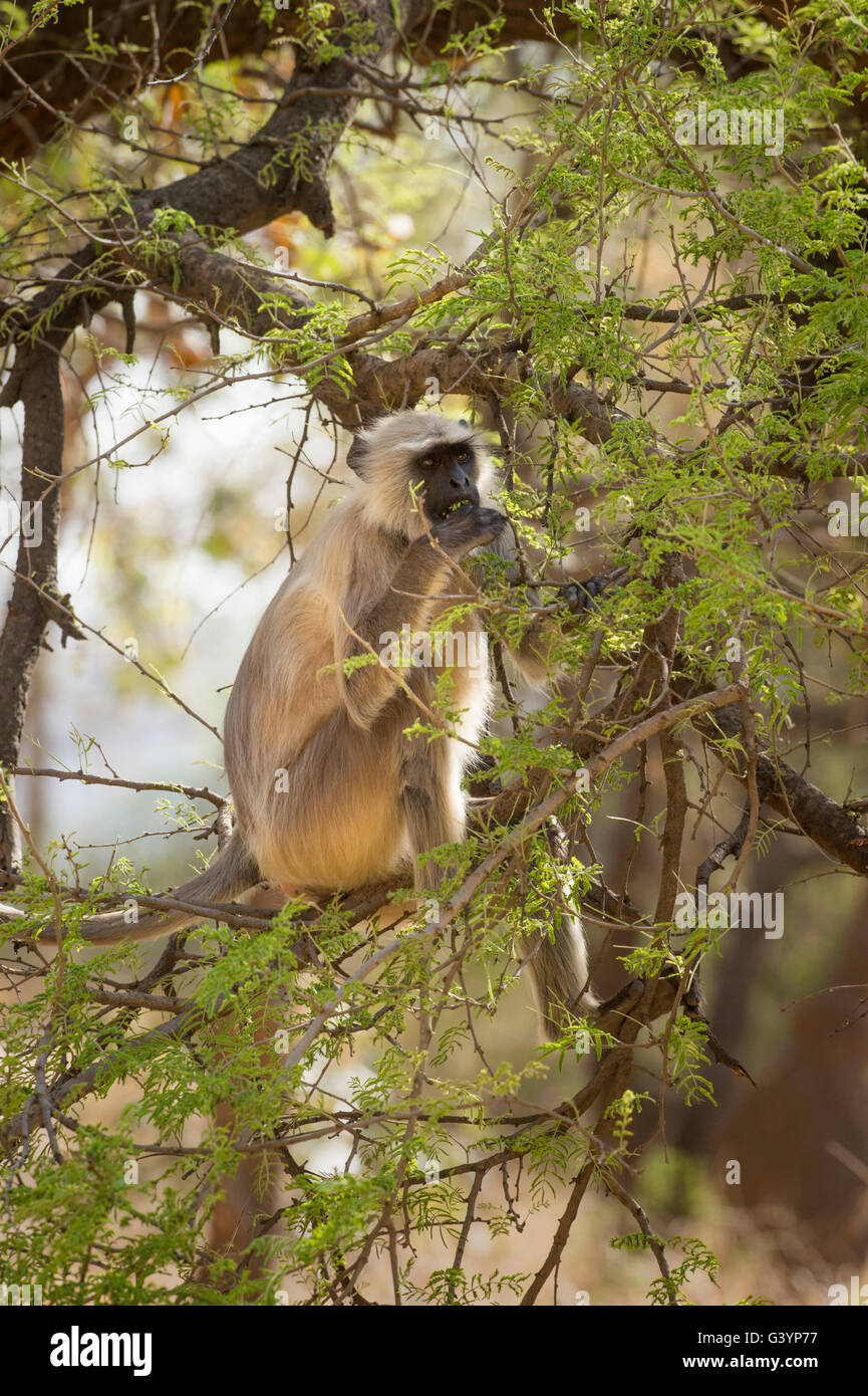 Cheeky tiger hi-res stock photography and images - Alamy