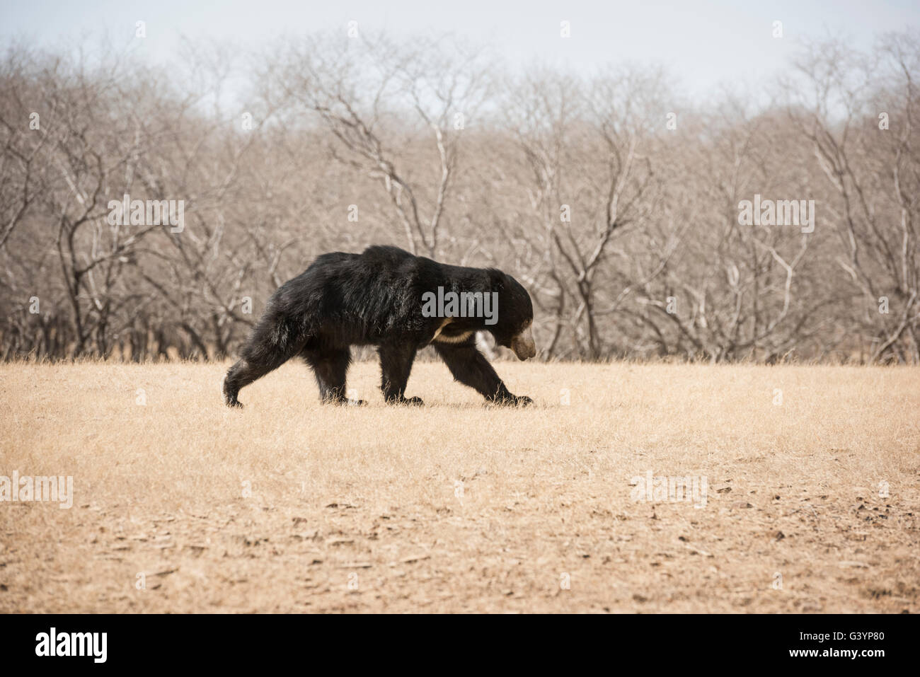 Sloth walking hi-res stock photography and images - Alamy
