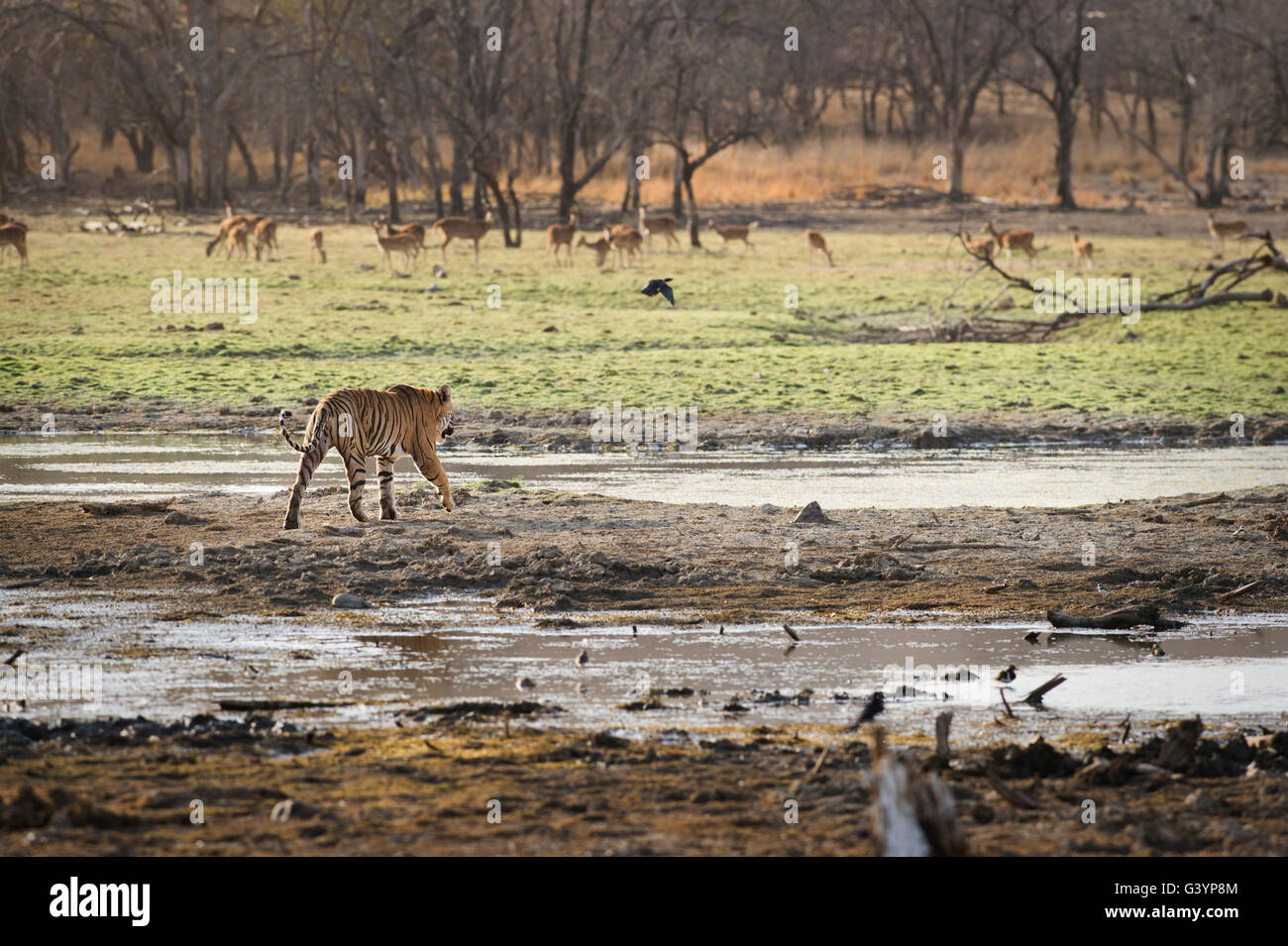 Esso tiger hi-res stock photography and images - Alamy