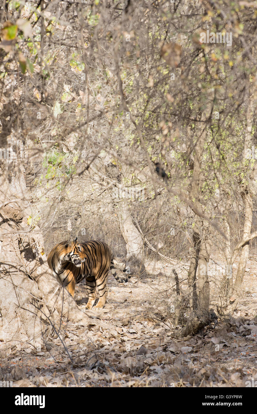 Tiger looking back hi-res stock photography and images - Alamy