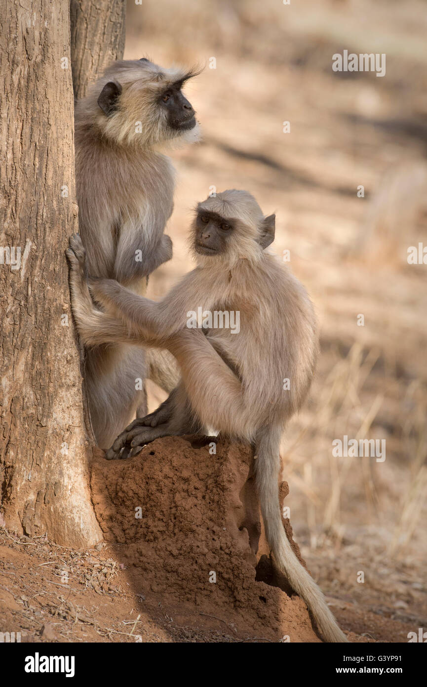 Cheeky tiger hi-res stock photography and images - Alamy
