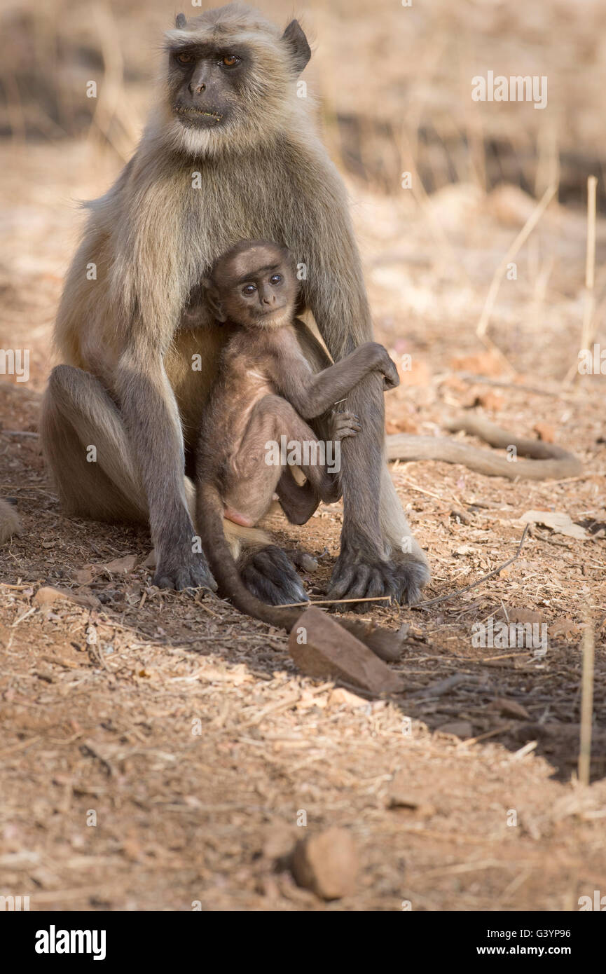 Primates and cats hi-res stock photography and images - Alamy