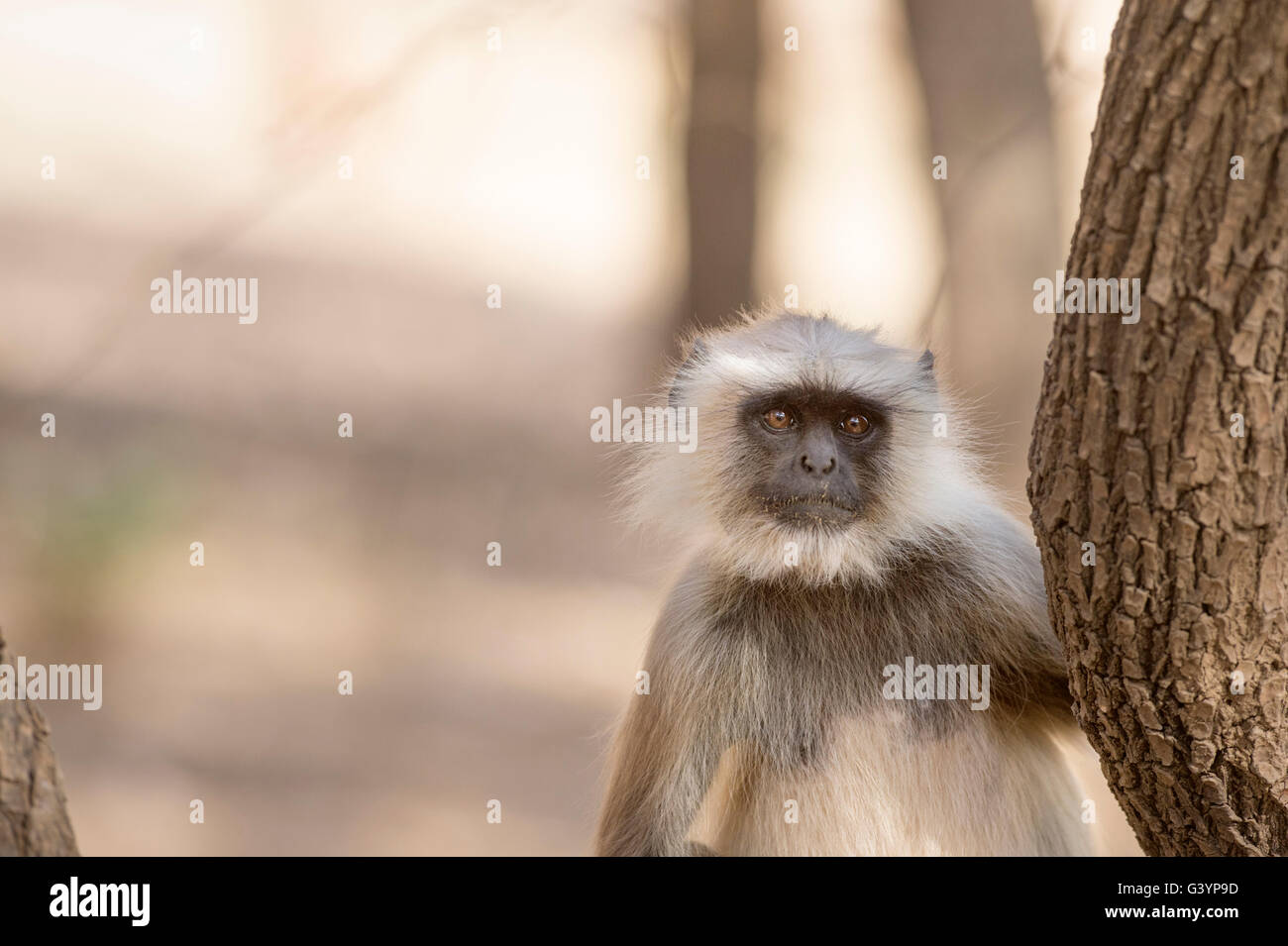Cheeky tiger hi-res stock photography and images - Alamy