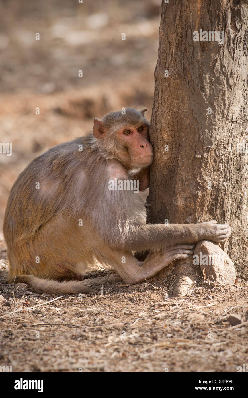 Cheeky tiger hi-res stock photography and images - Alamy
