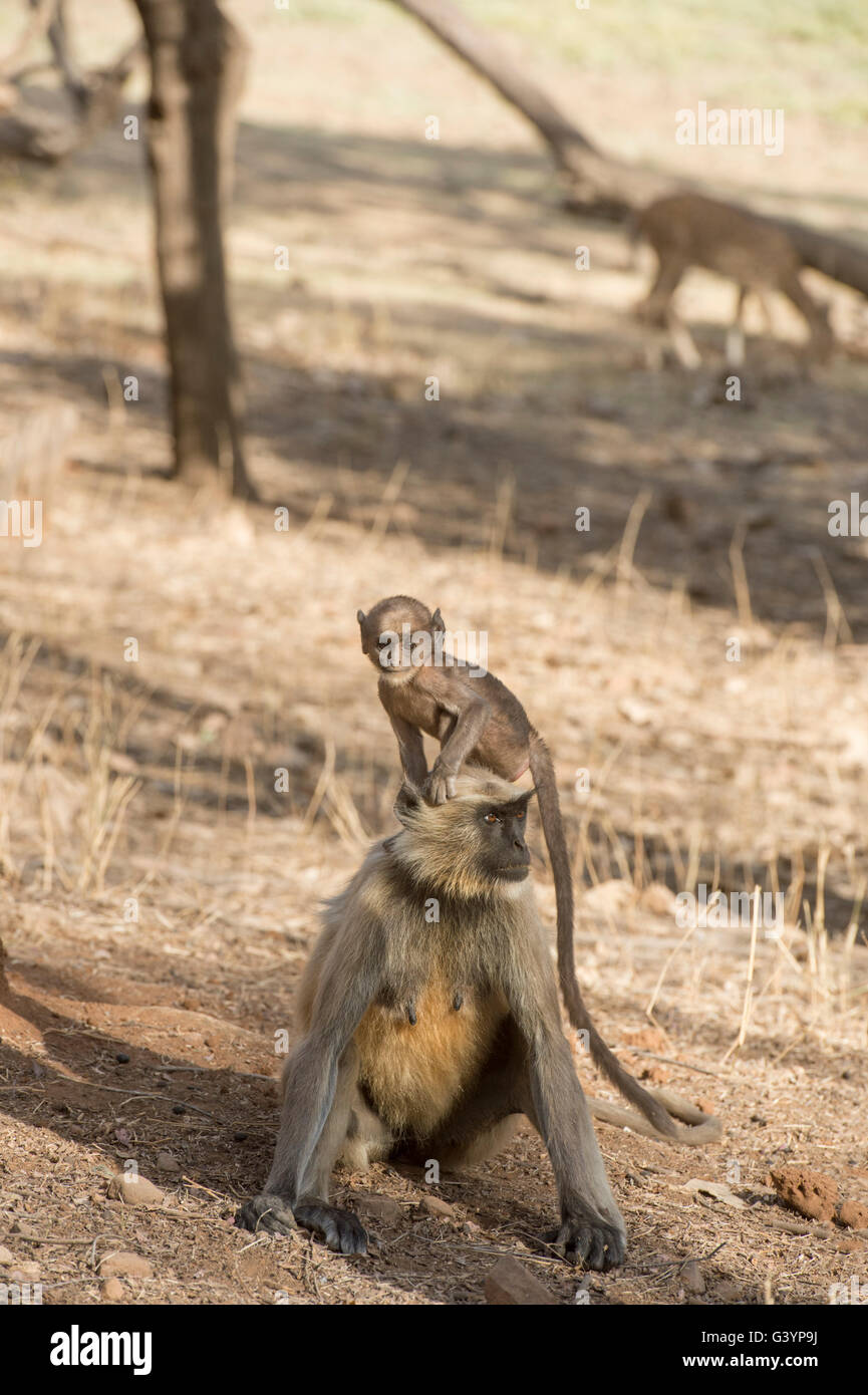 Apes of asia hi-res stock photography and images - Alamy