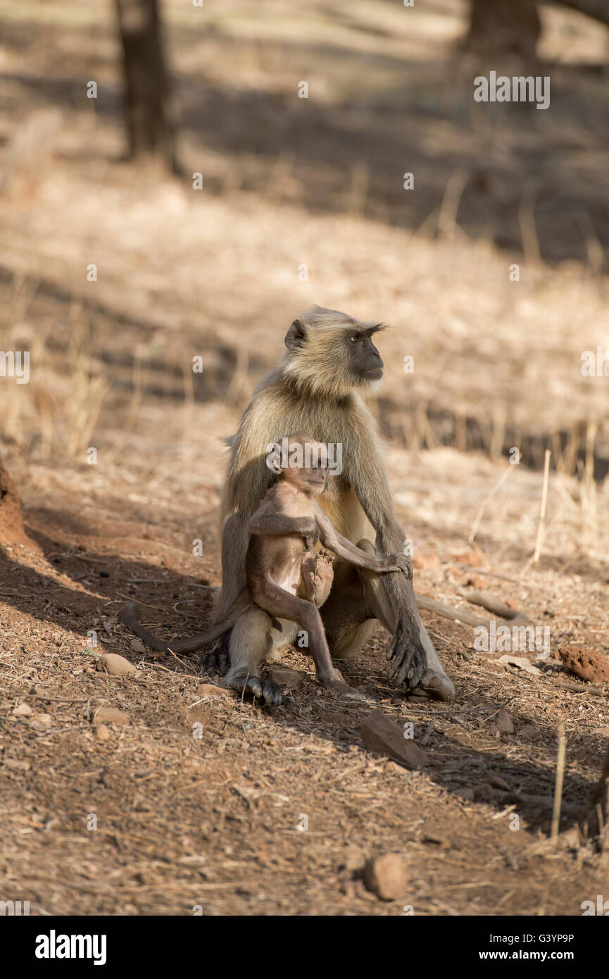 Cheeky tiger hi-res stock photography and images - Alamy