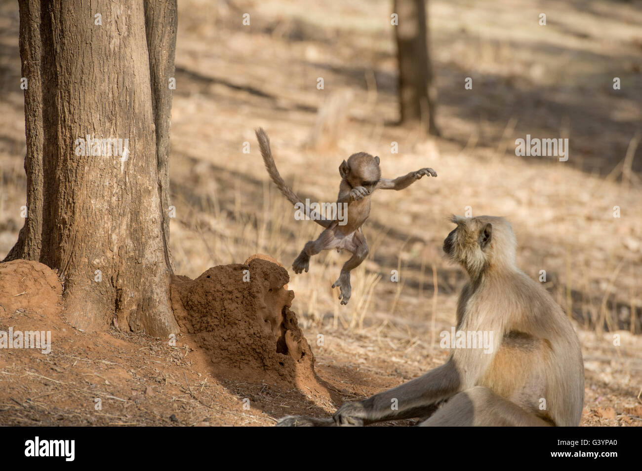 Cheeky tiger hi-res stock photography and images - Alamy