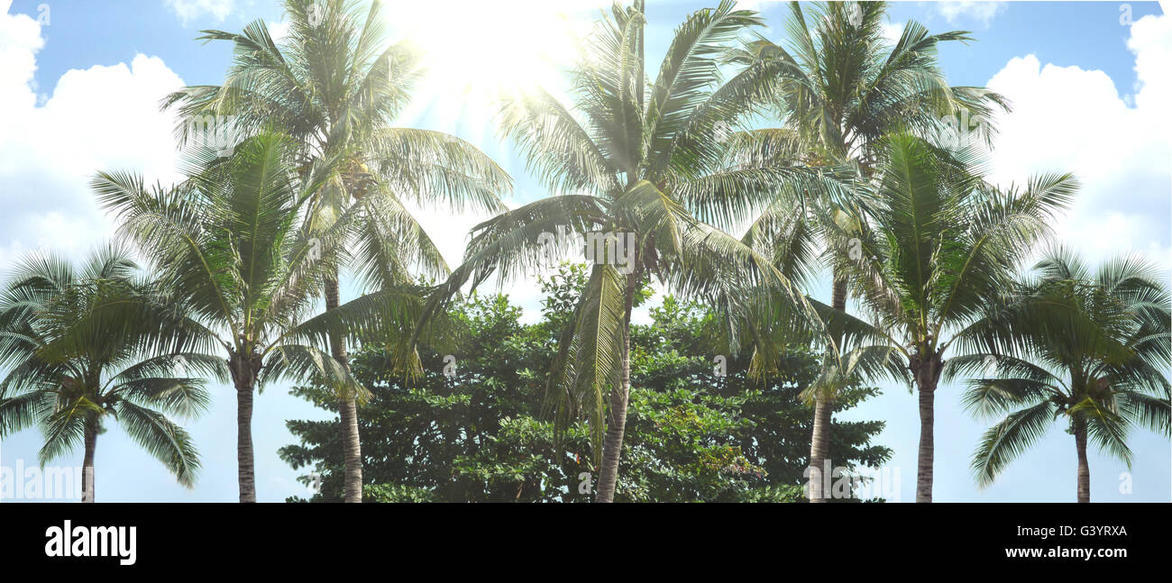 palms trees background sunny sky horizon Stock Photo - Alamy