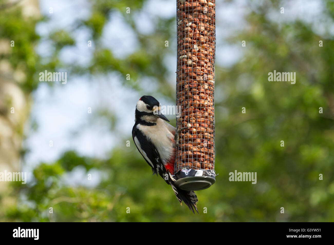 Great spotted woodpecker scotland hi-res stock photography and images ...