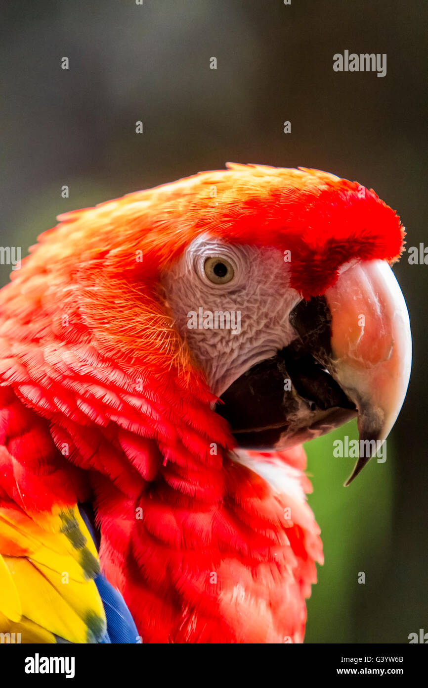 Beautiful Scarlet Macaw bird with nice natural background Stock Photo ...