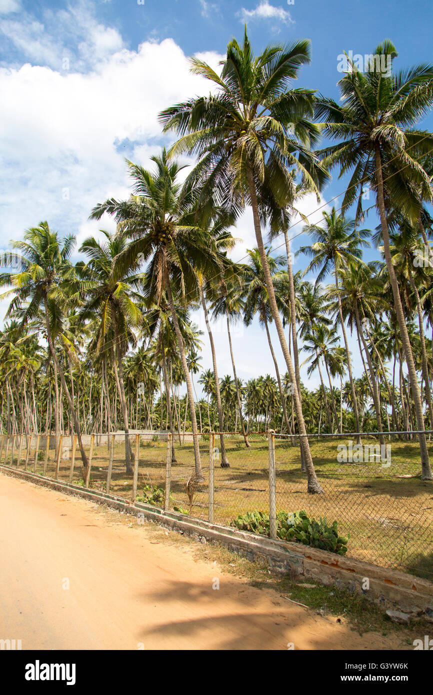 Negombo beach hi-res stock photography and images - Alamy