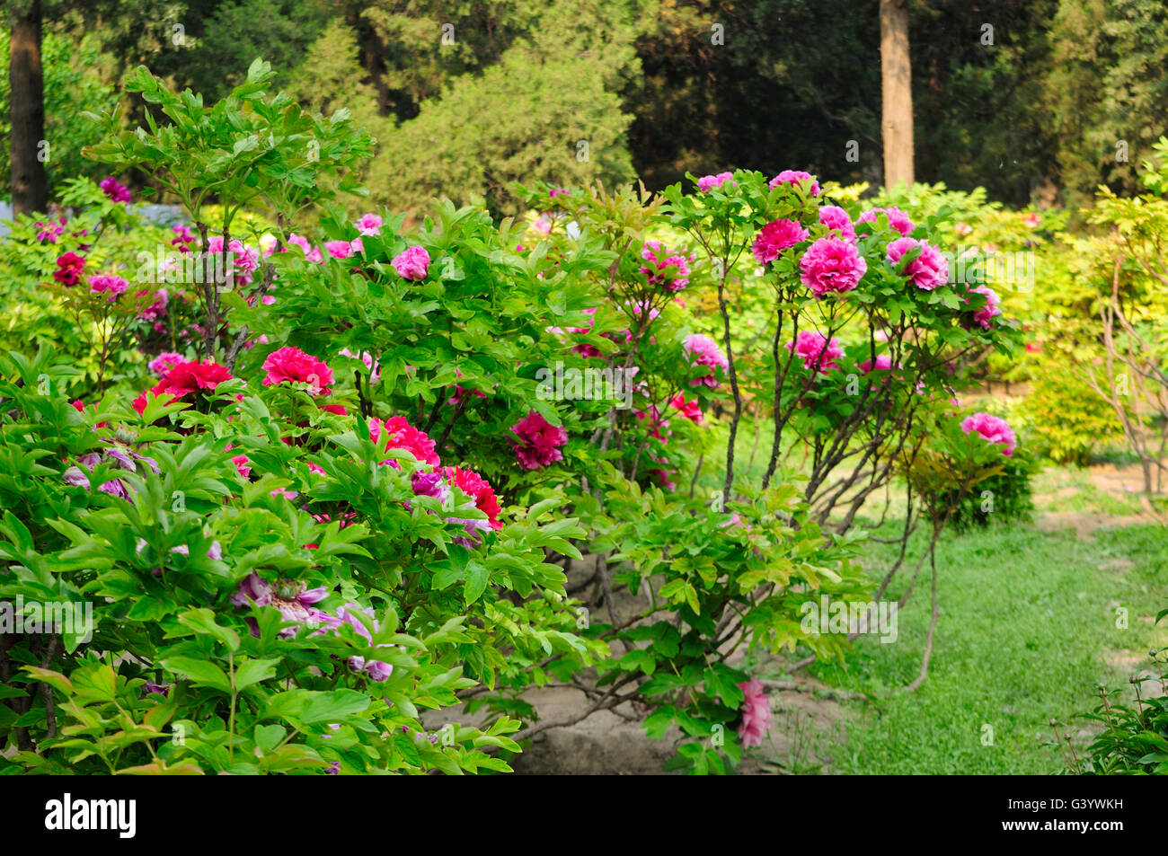 Tree peonies hi-res stock photography and images - Alamy