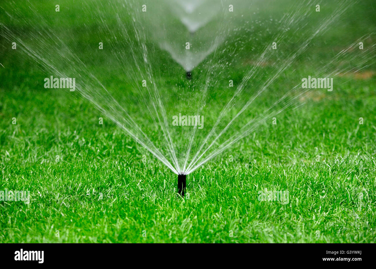 An in ground water sprinkler spraying water onto green grass within the ...