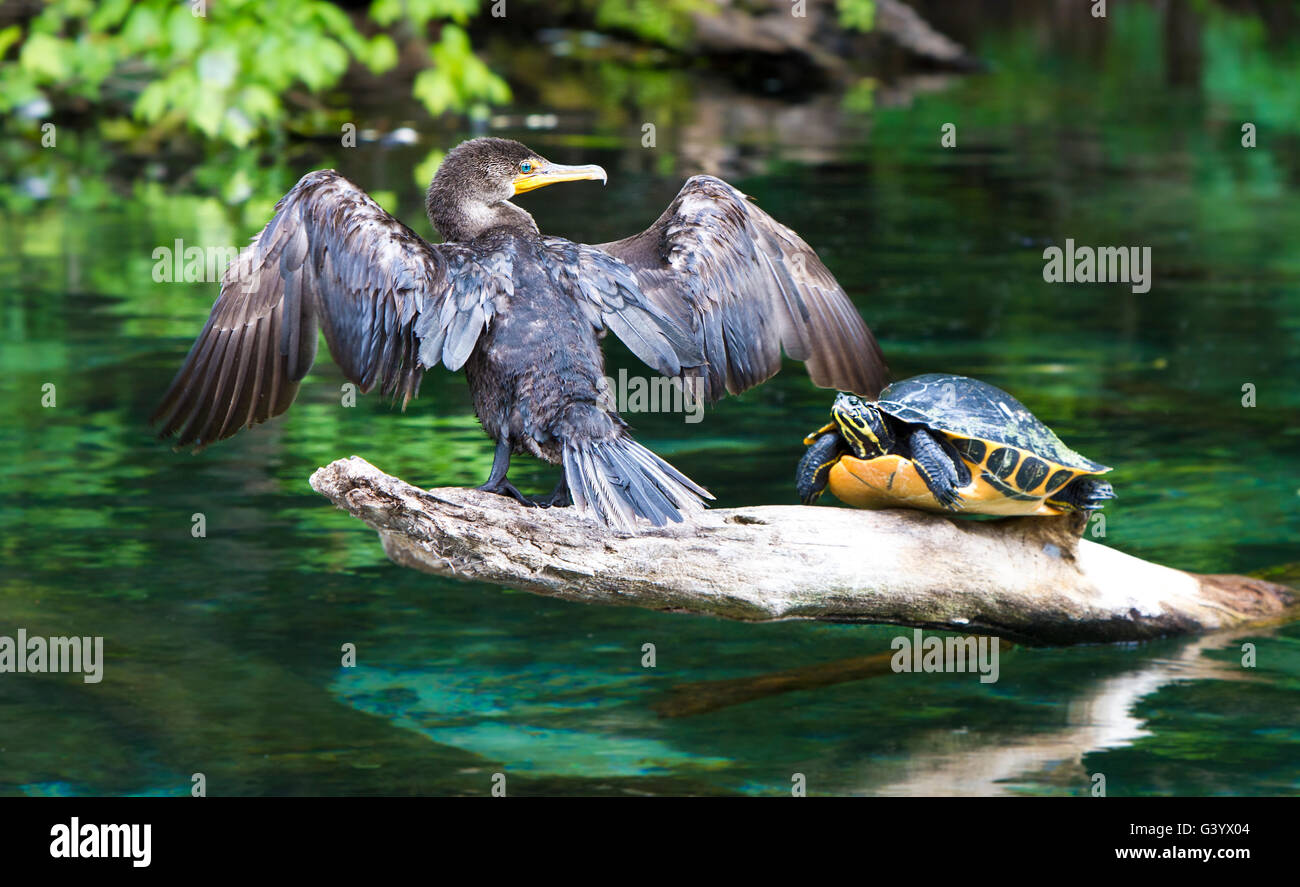 Double-Crested Cormorant sitting beside a Turtle on a tree stump along ...