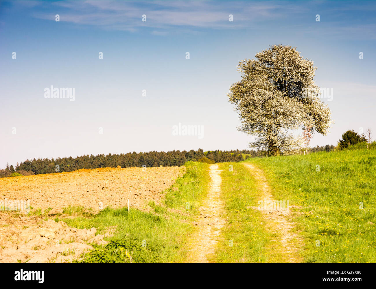 Landscape with a flowering tree at spring Stock Photo - Alamy