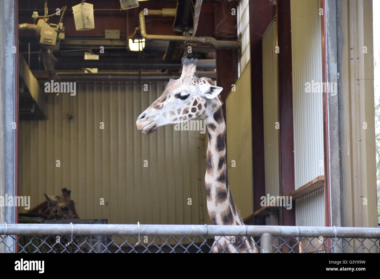 giraffe in captivity, African Animal, zoo Stock Photo - Alamy