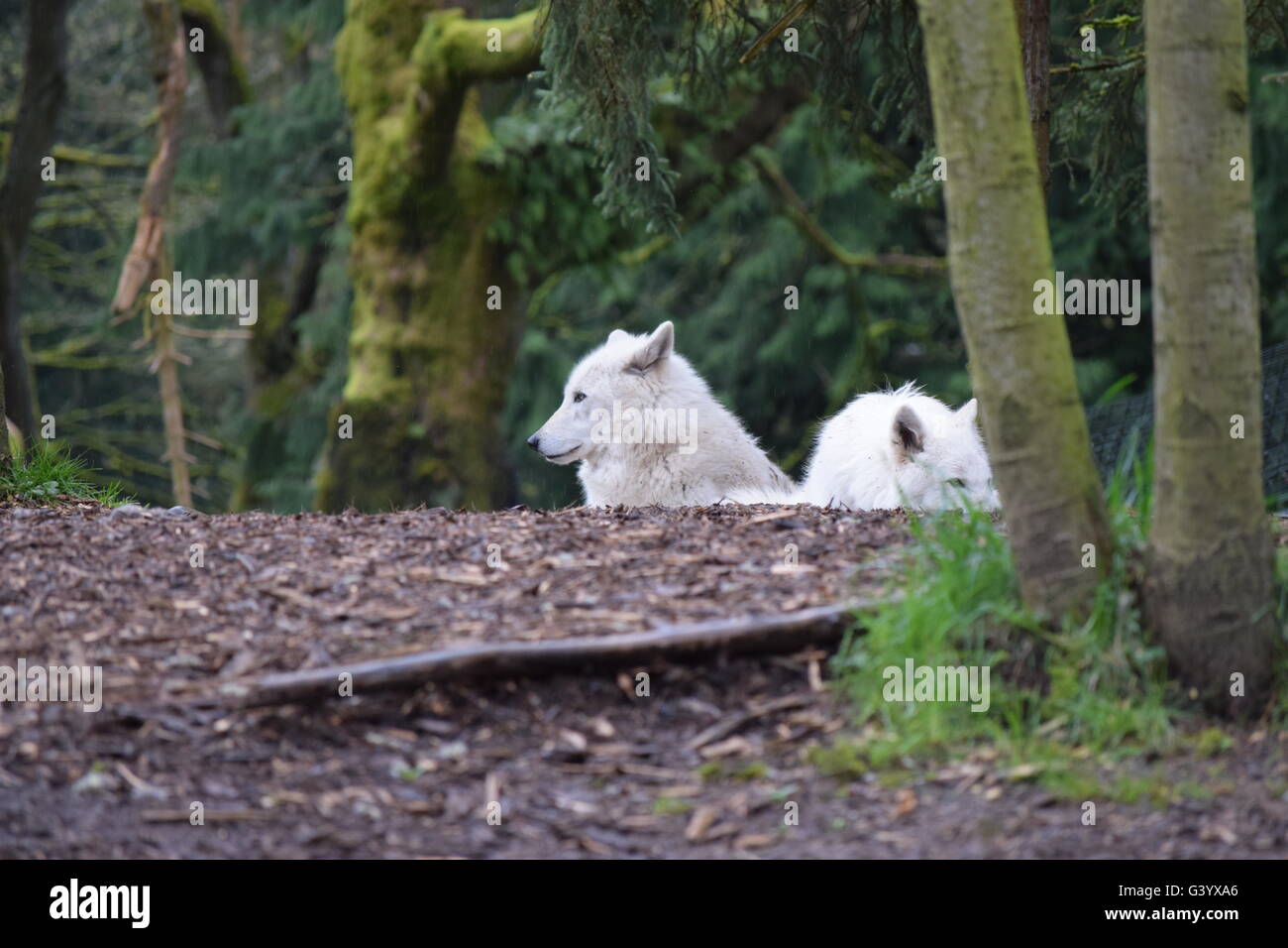 White wolves hi-res stock photography and images - Alamy