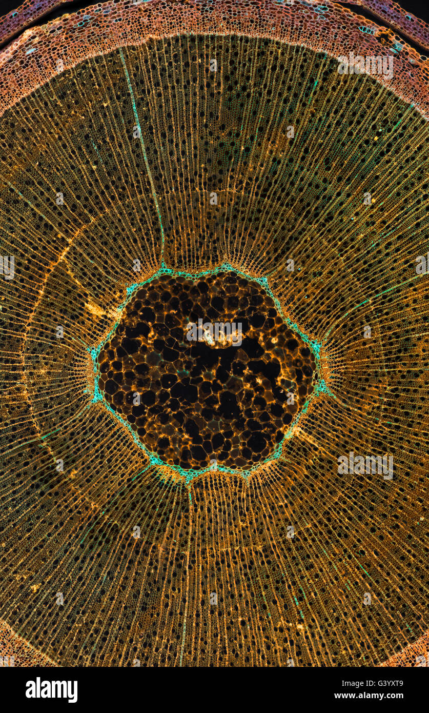 Dogwood cornus sp hi-res stock photography and images - Alamy