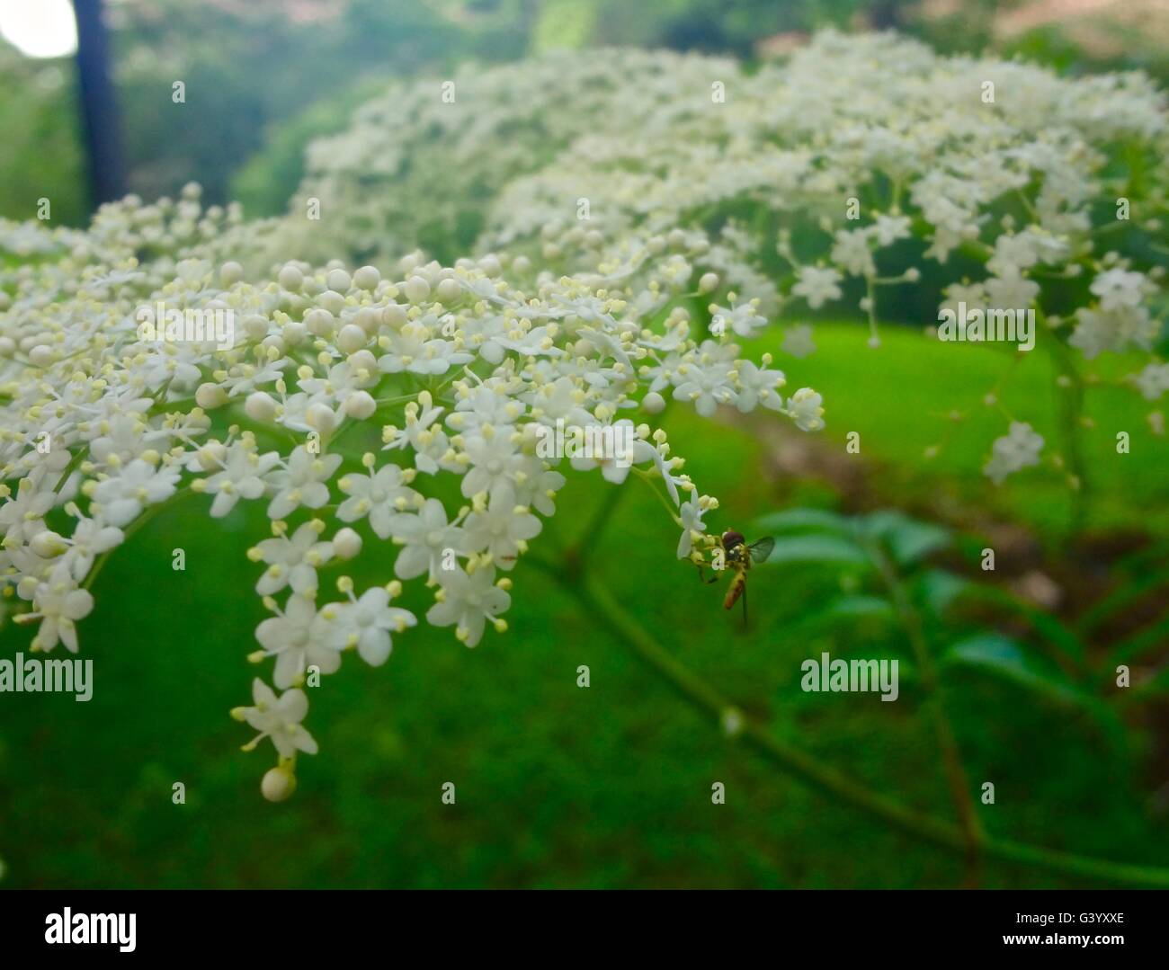 Cluster of small flowers hi-res stock photography and images - Alamy