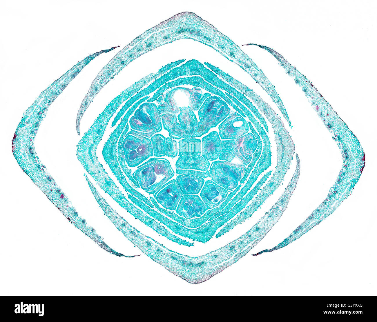 Seed ovules ovary microscope section brightfield photomicrograph hi-res ...