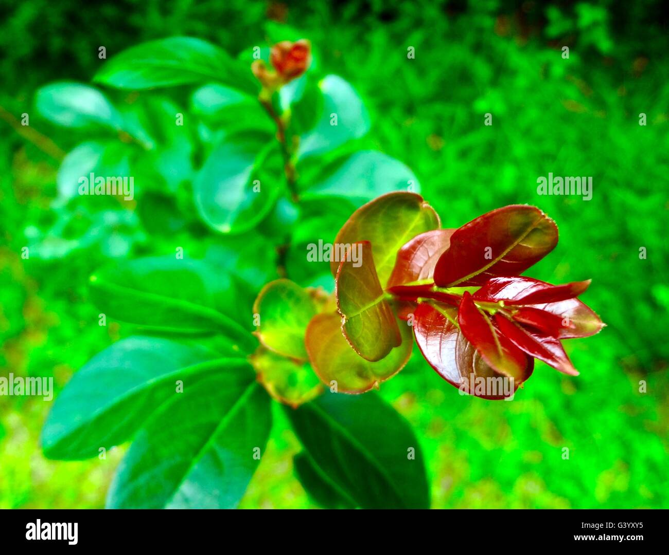 Leaves Growing Leaf Bud High Resolution Stock Photography and Images ...