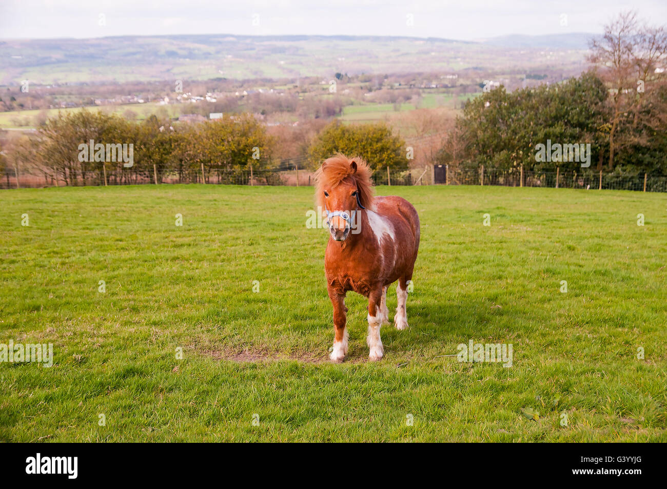 Shetland ponies running hi-res stock photography and images - Alamy