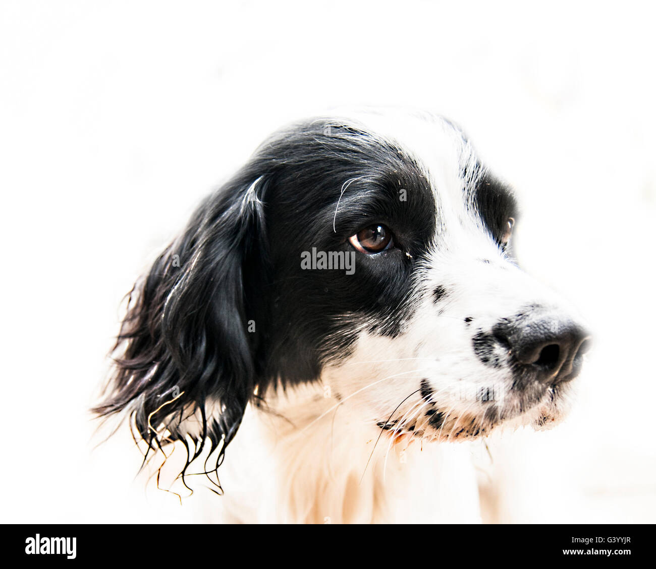 English springer spaniel head hi-res stock photography and images - Alamy