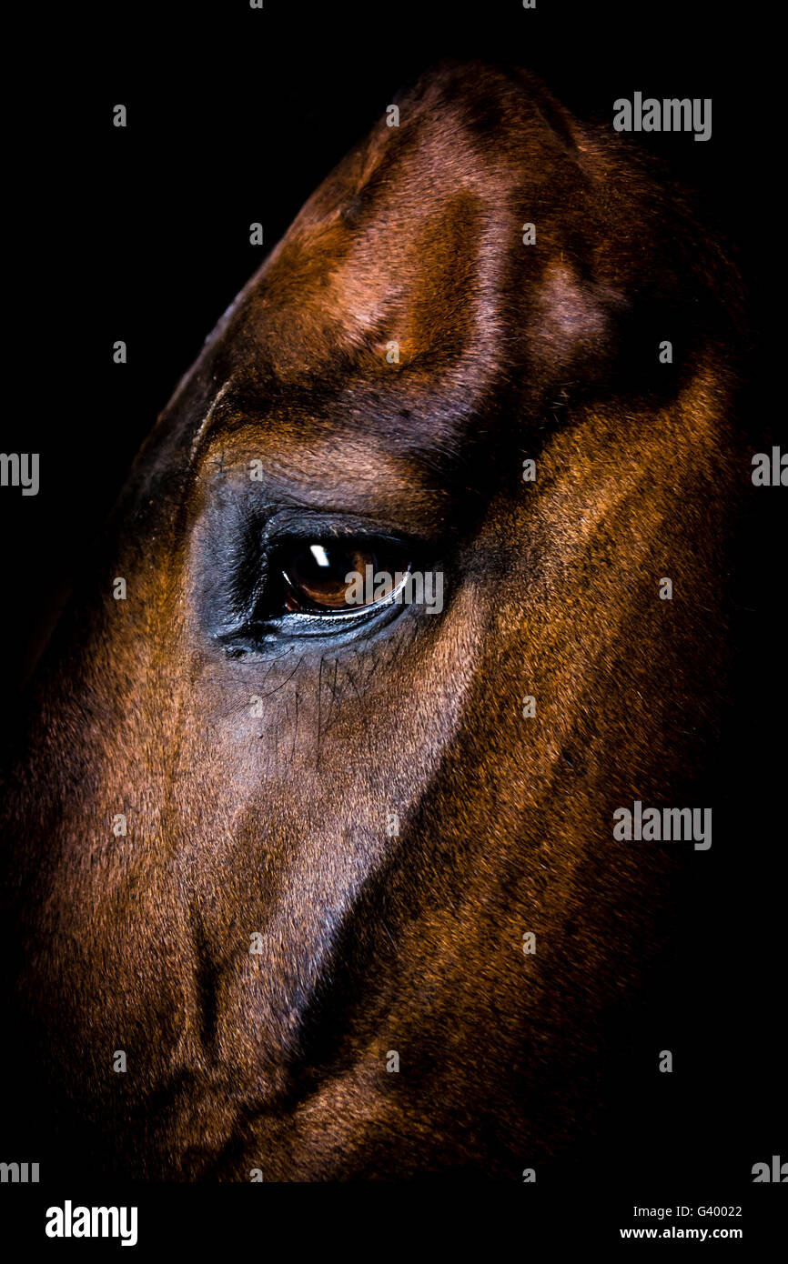 Equine barns hi-res stock photography and images - Alamy
