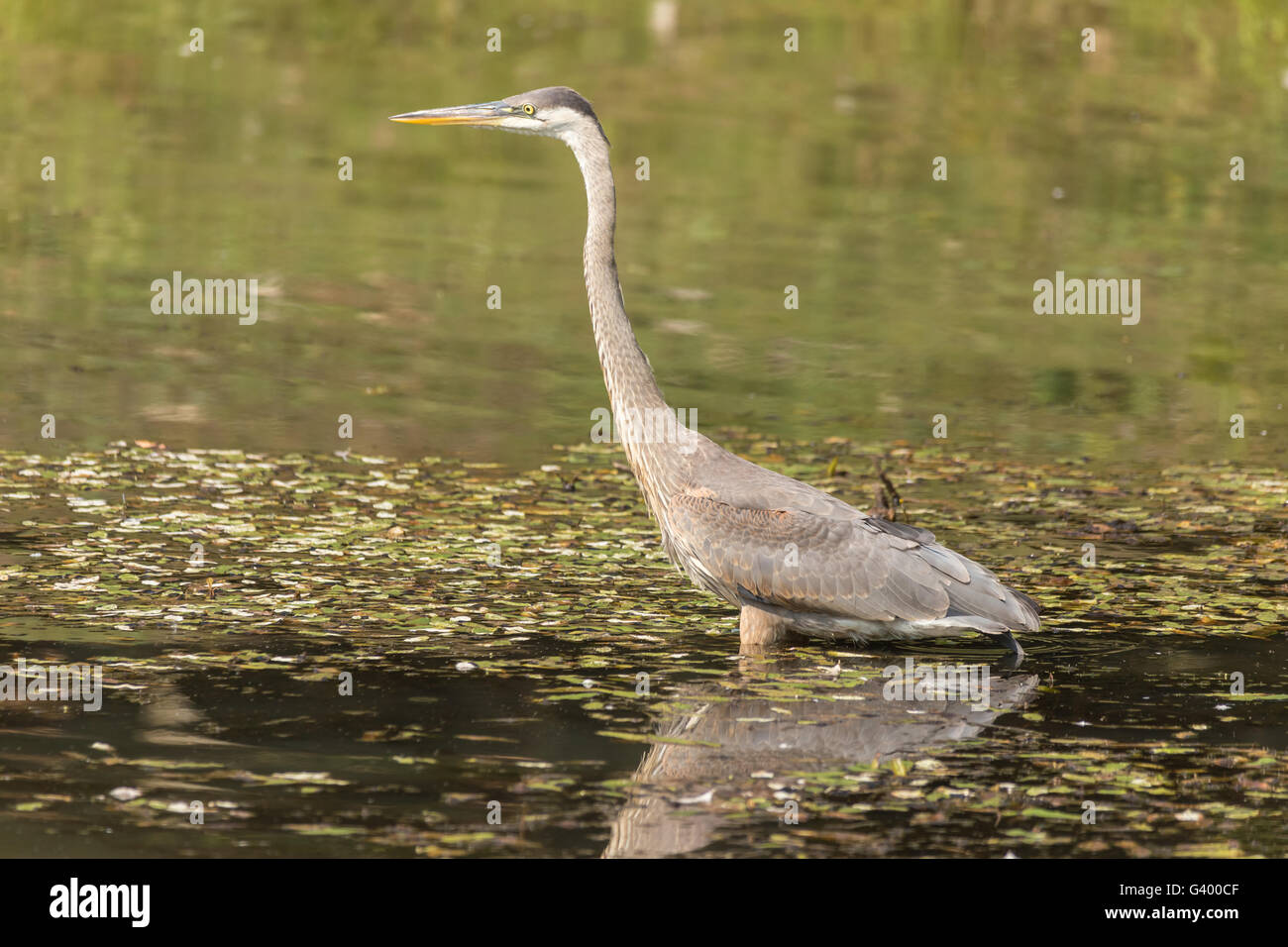 Blue heron pond hi-res stock photography and images - Alamy