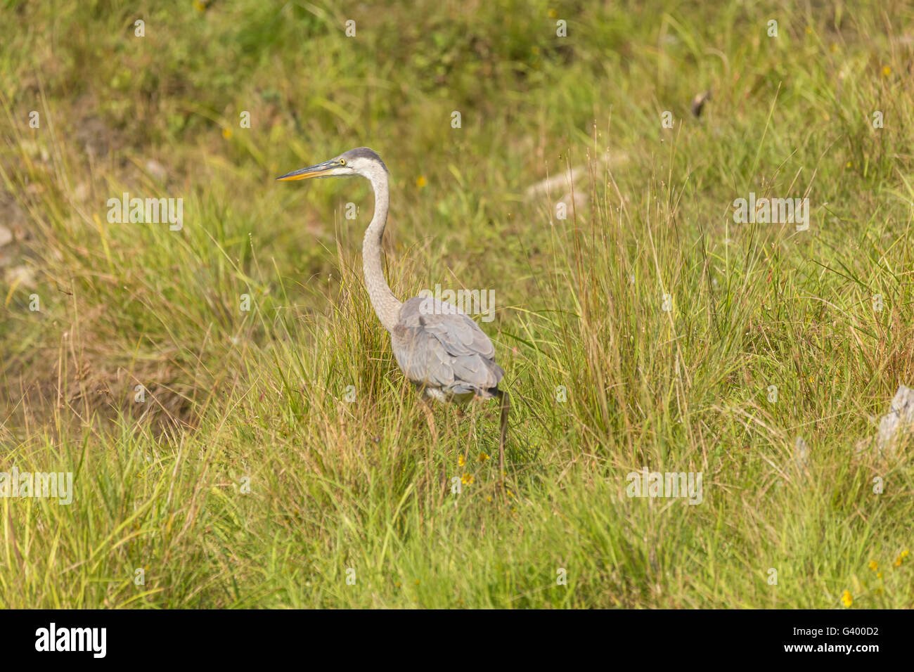 Large heron hi-res stock photography and images - Alamy