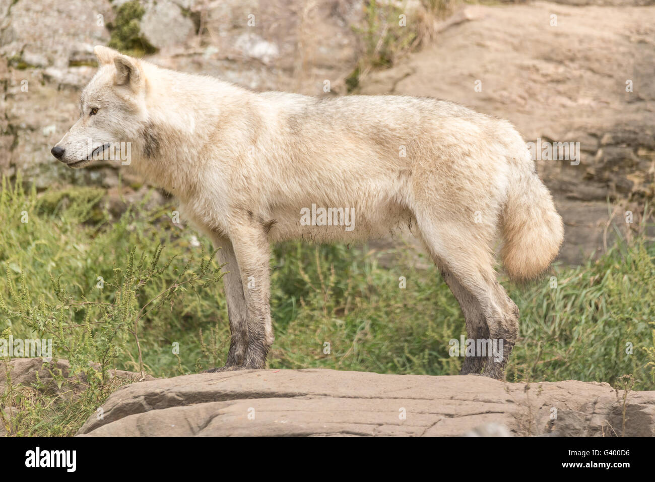 Arctic Wolf in the summer Stock Photo - Alamy