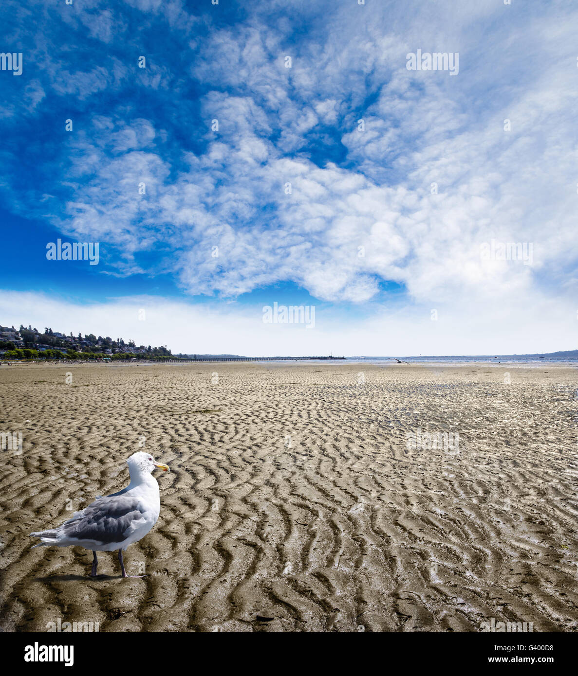Scavenging for food hi-res stock photography and images - Alamy
