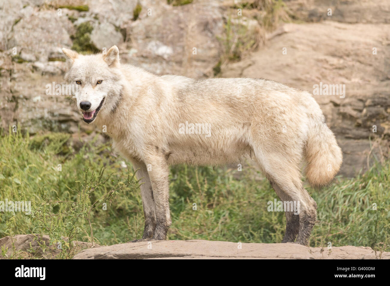 Arctic Wolf in the summer Stock Photo - Alamy
