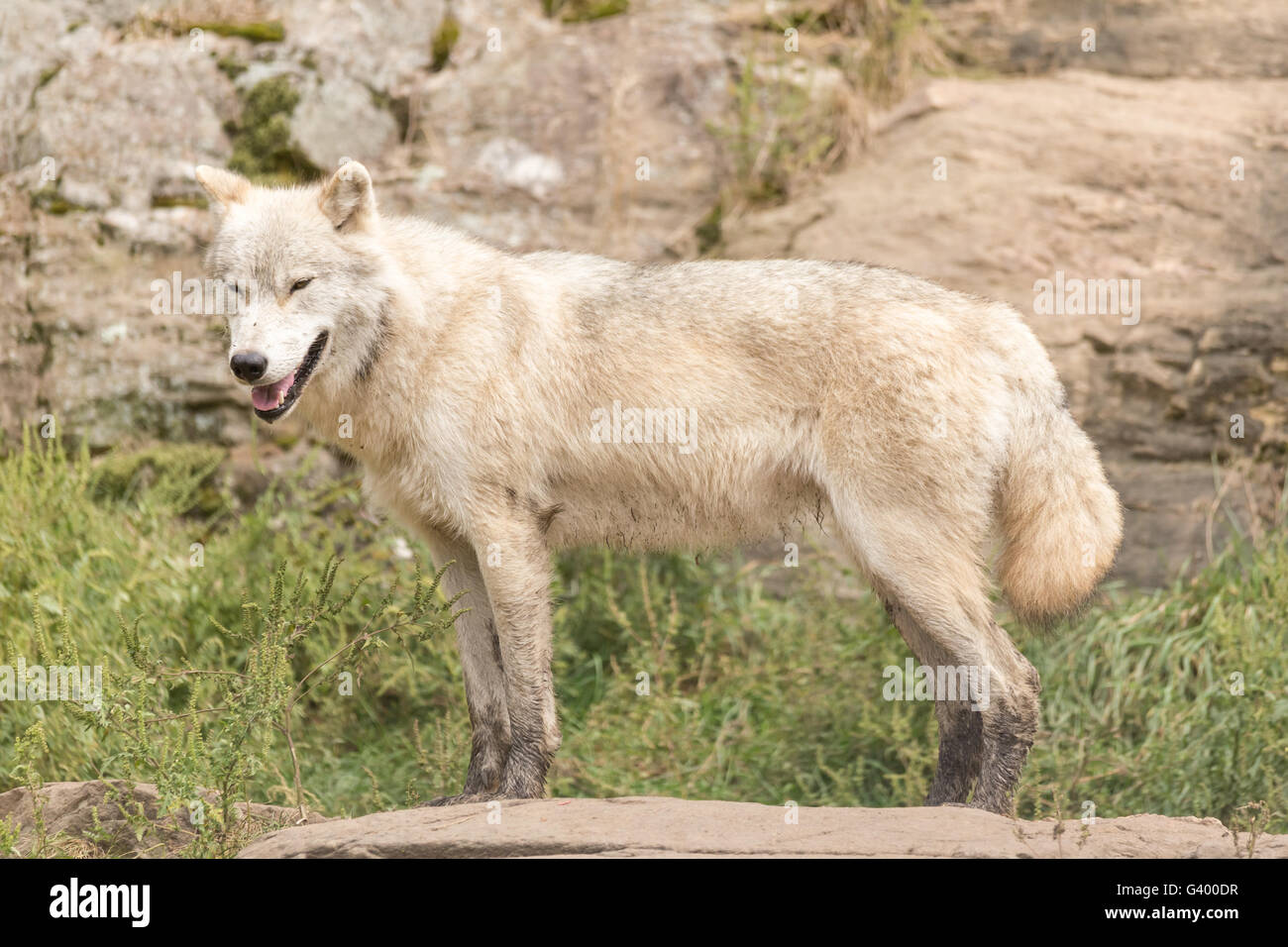 Arctic Wolf in the summer Stock Photo - Alamy