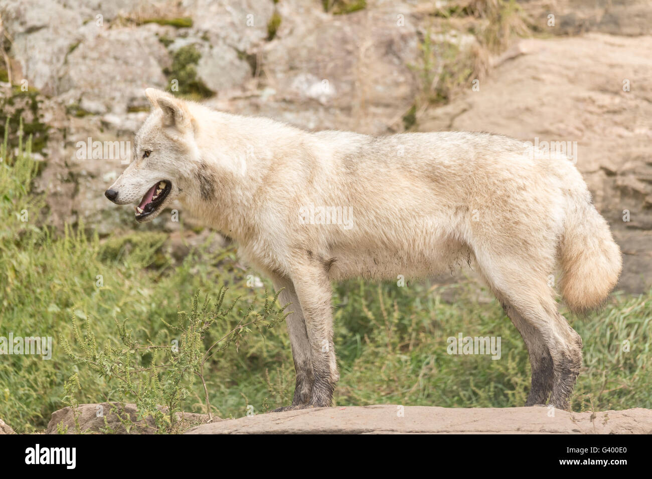 Arctic Wolf in the summer Stock Photo - Alamy