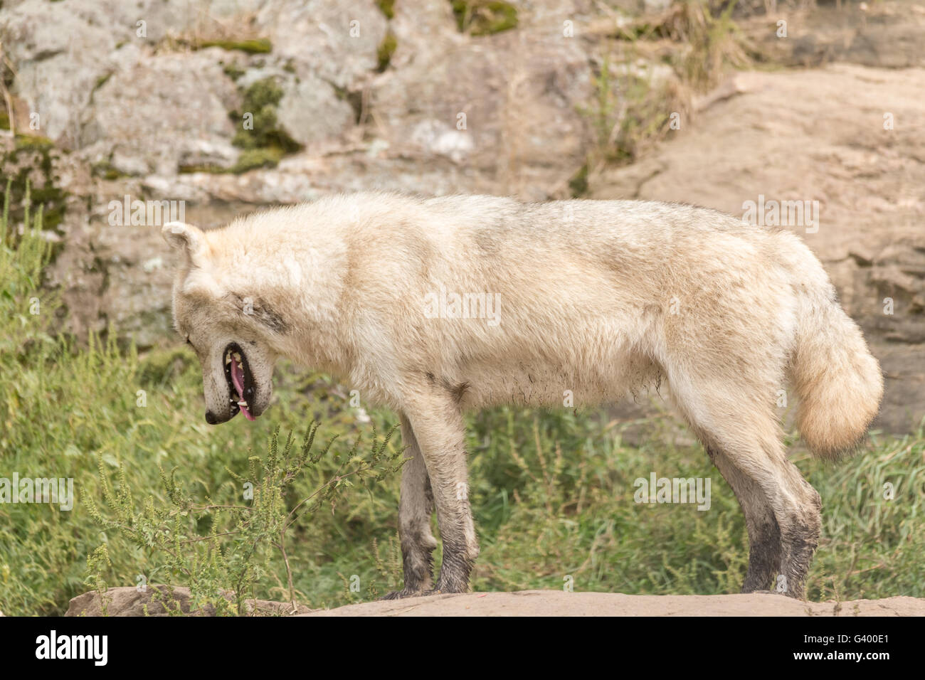 Arctic Wolf in the summer Stock Photo - Alamy