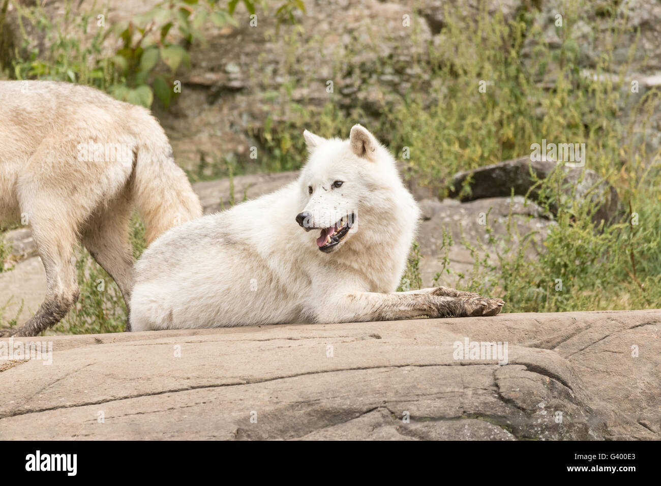 Arctic Wolf in the summer Stock Photo - Alamy