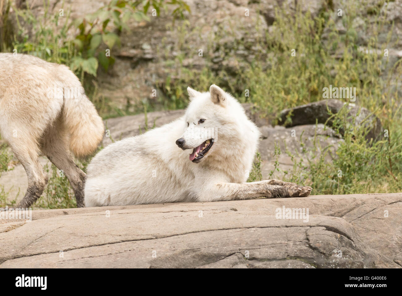 Arctic Wolf in the summer Stock Photo - Alamy