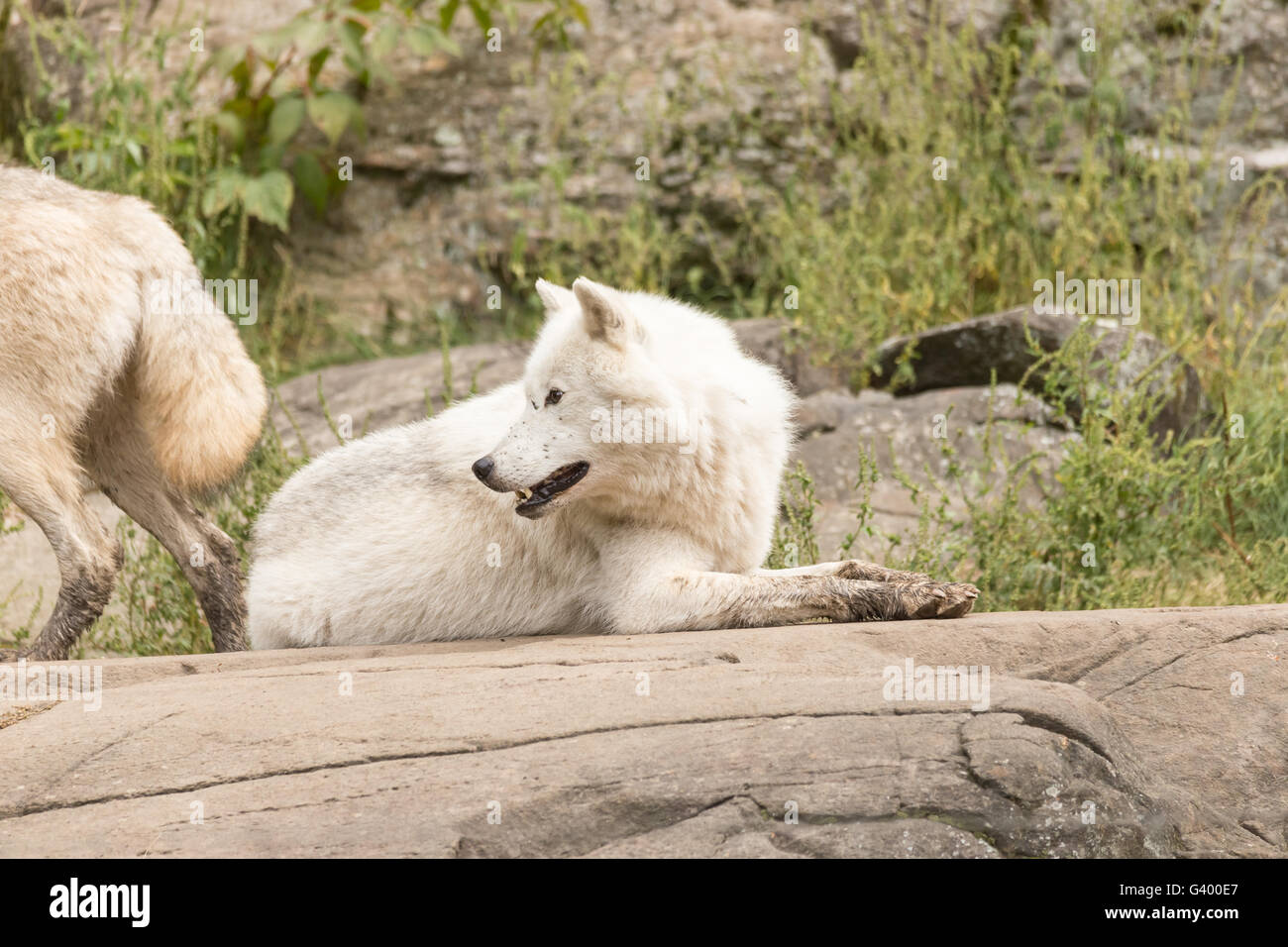 Arctic Wolf in the summer Stock Photo - Alamy
