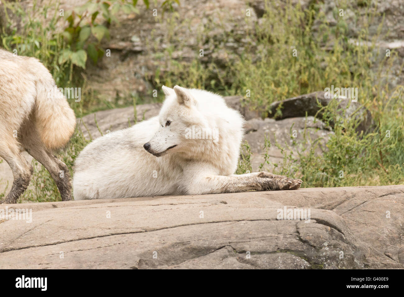 Arctic Wolf in the summer Stock Photo - Alamy