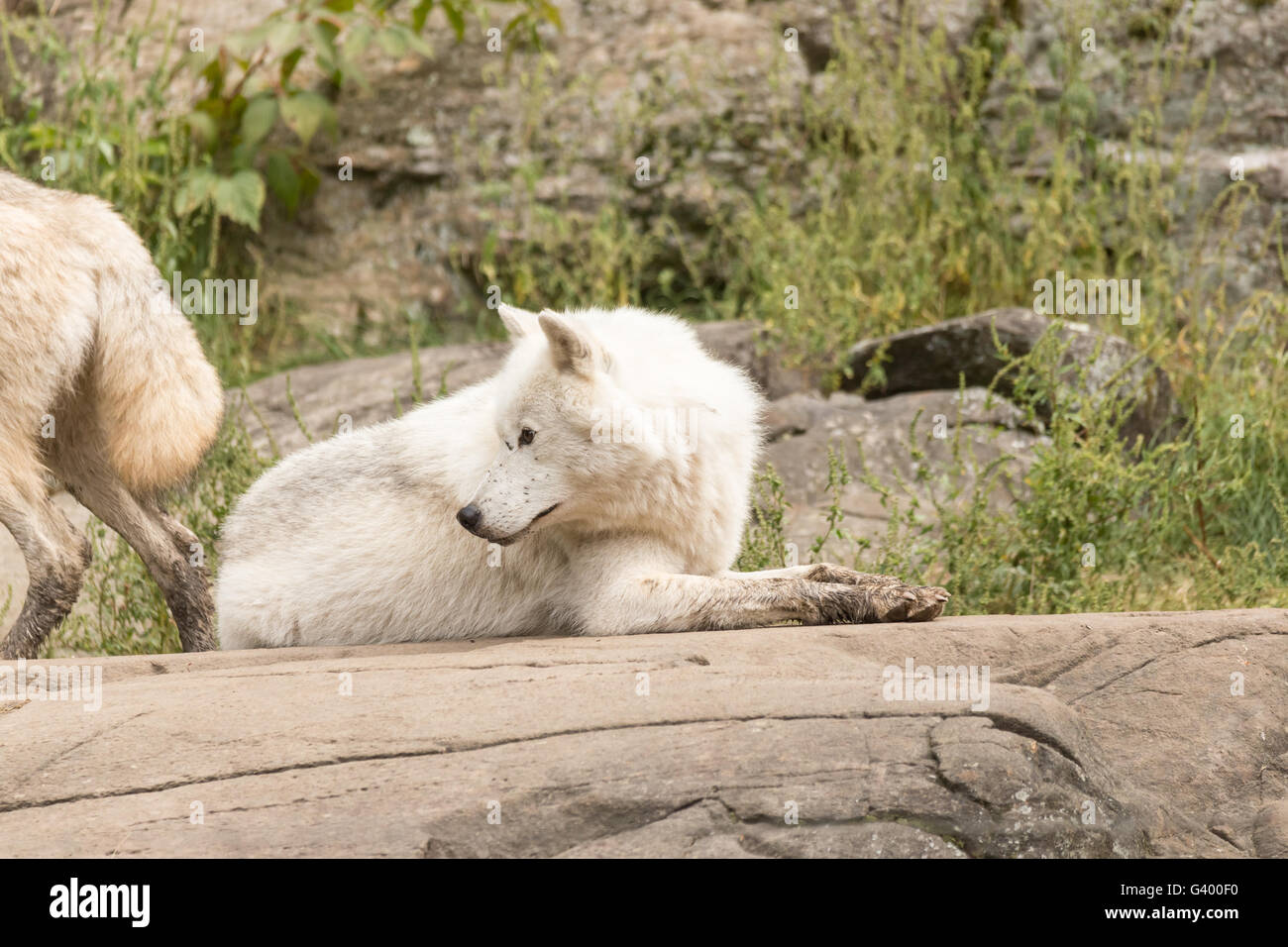 Summer in the arctic hi-res stock photography and images - Alamy