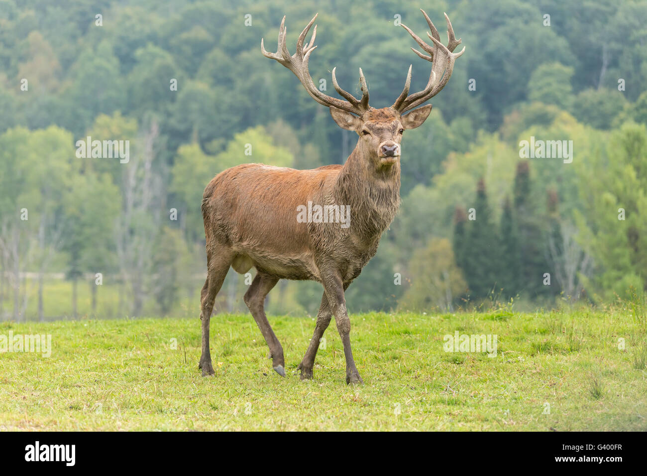 Animal mammal large hi-res stock photography and images - Alamy