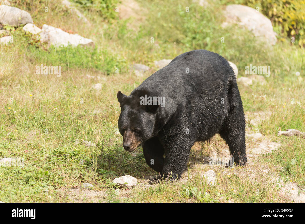 Large black bear in the summer Stock Photo - Alamy