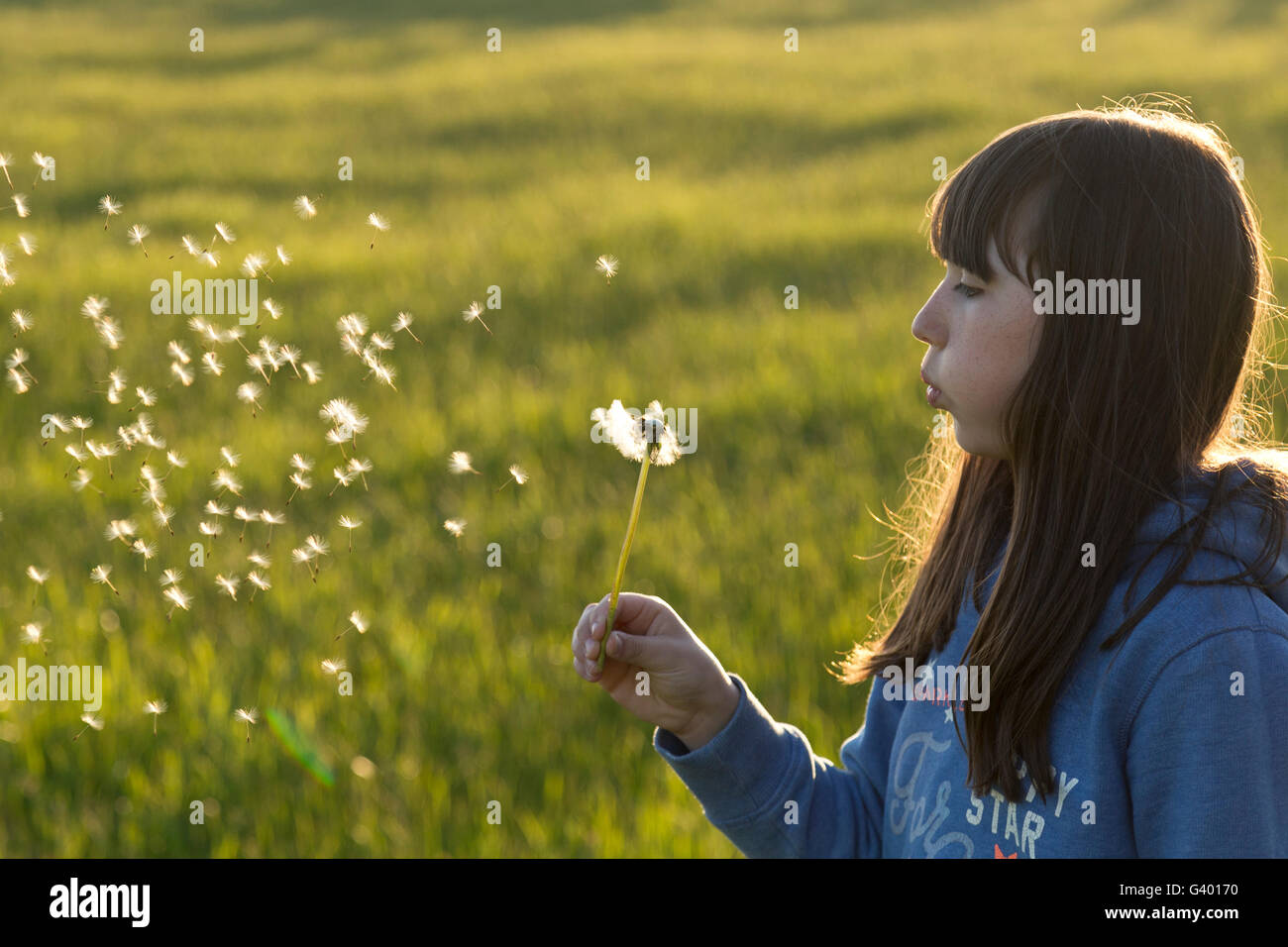 Blowing dandelion seeds Stock Photo - Alamy