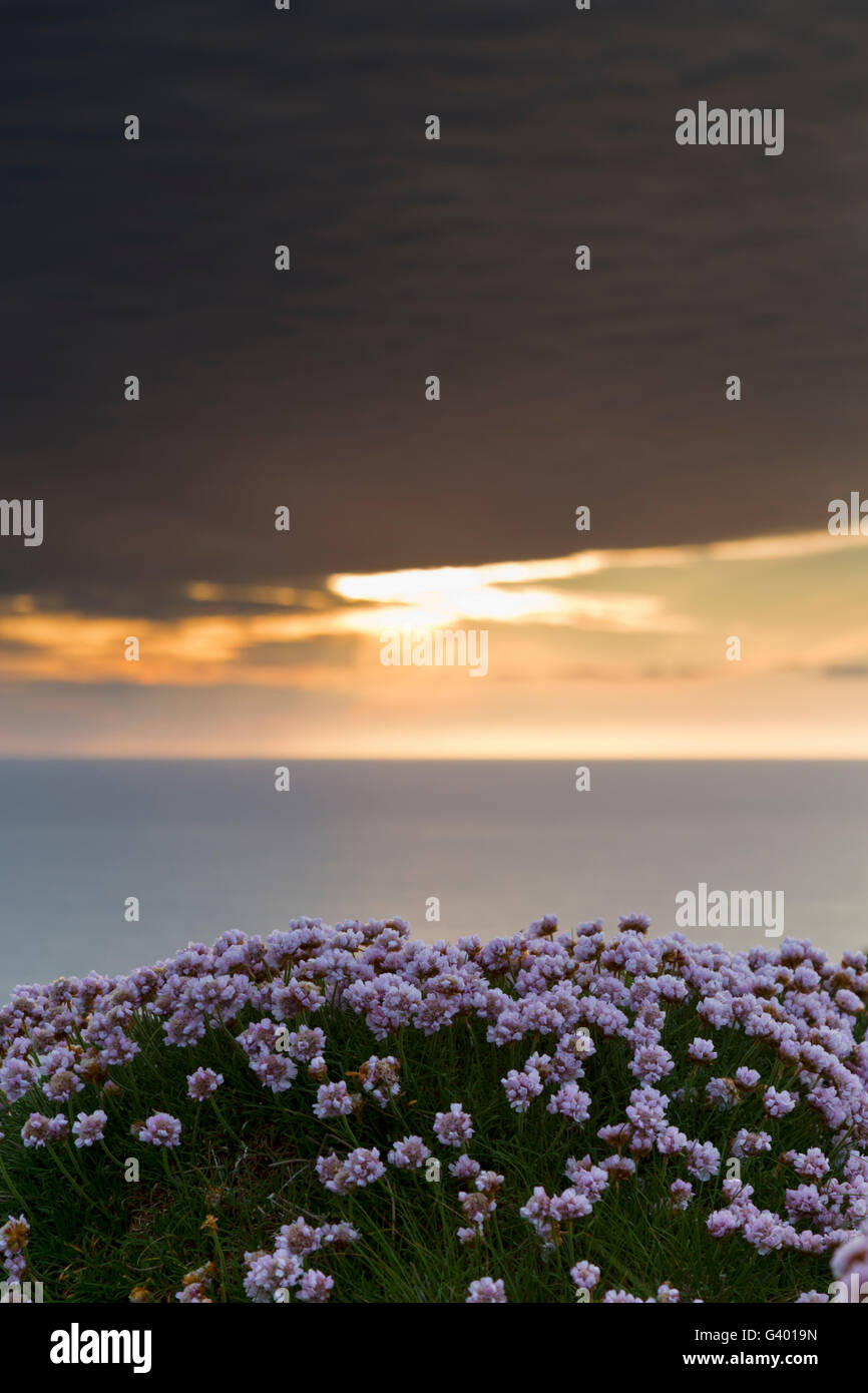 Flora uk hi-res stock photography and images - Alamy