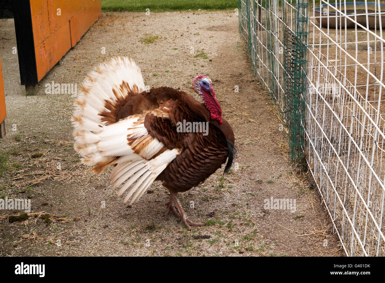 Domestic turkey strutting in a northern Illinois farmyard Stock Photo ...