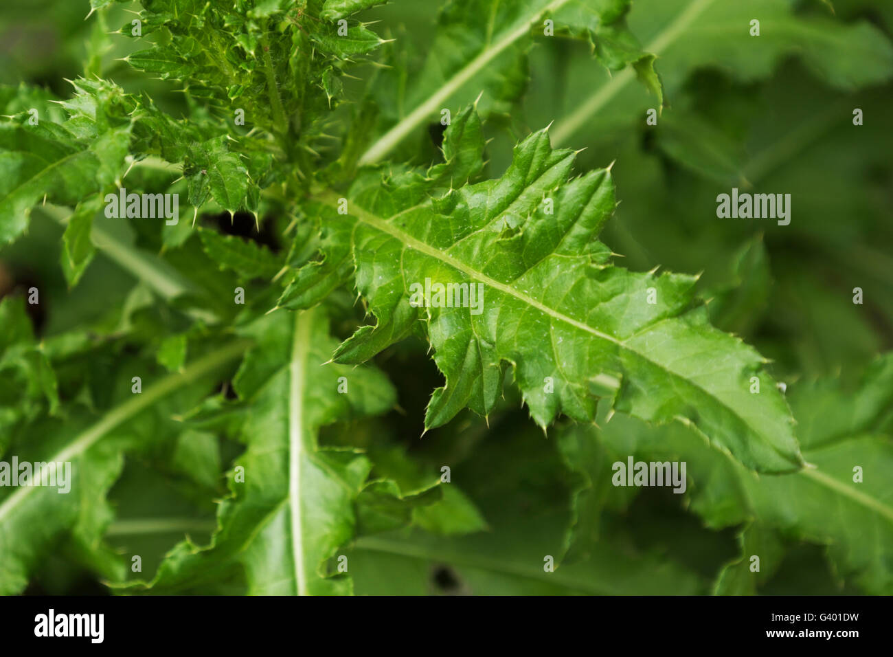 Thistle plant close up Stock Photo - Alamy