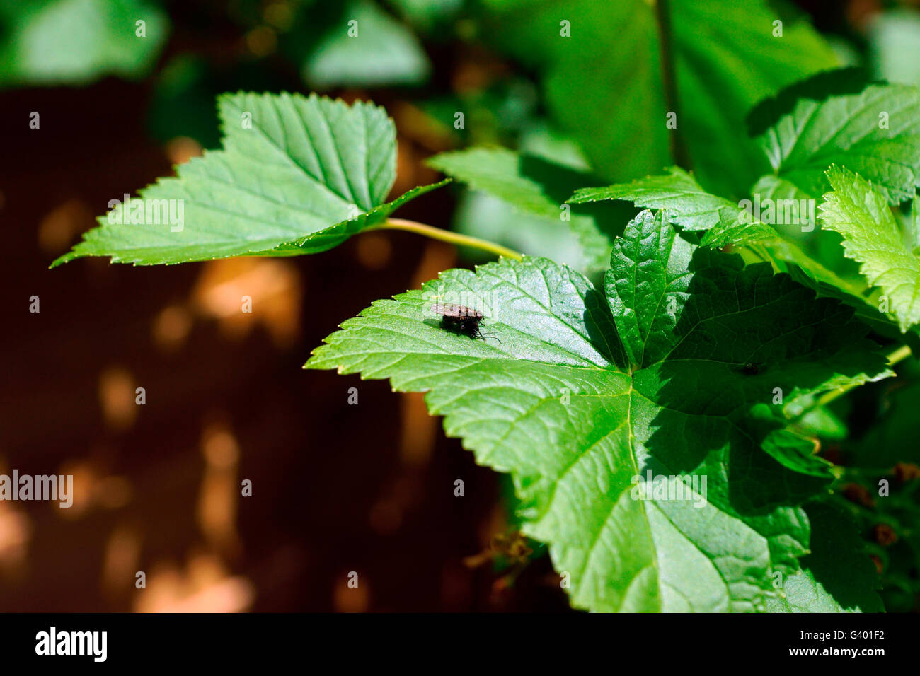 Green bottle maggot hi-res stock photography and images - Alamy
